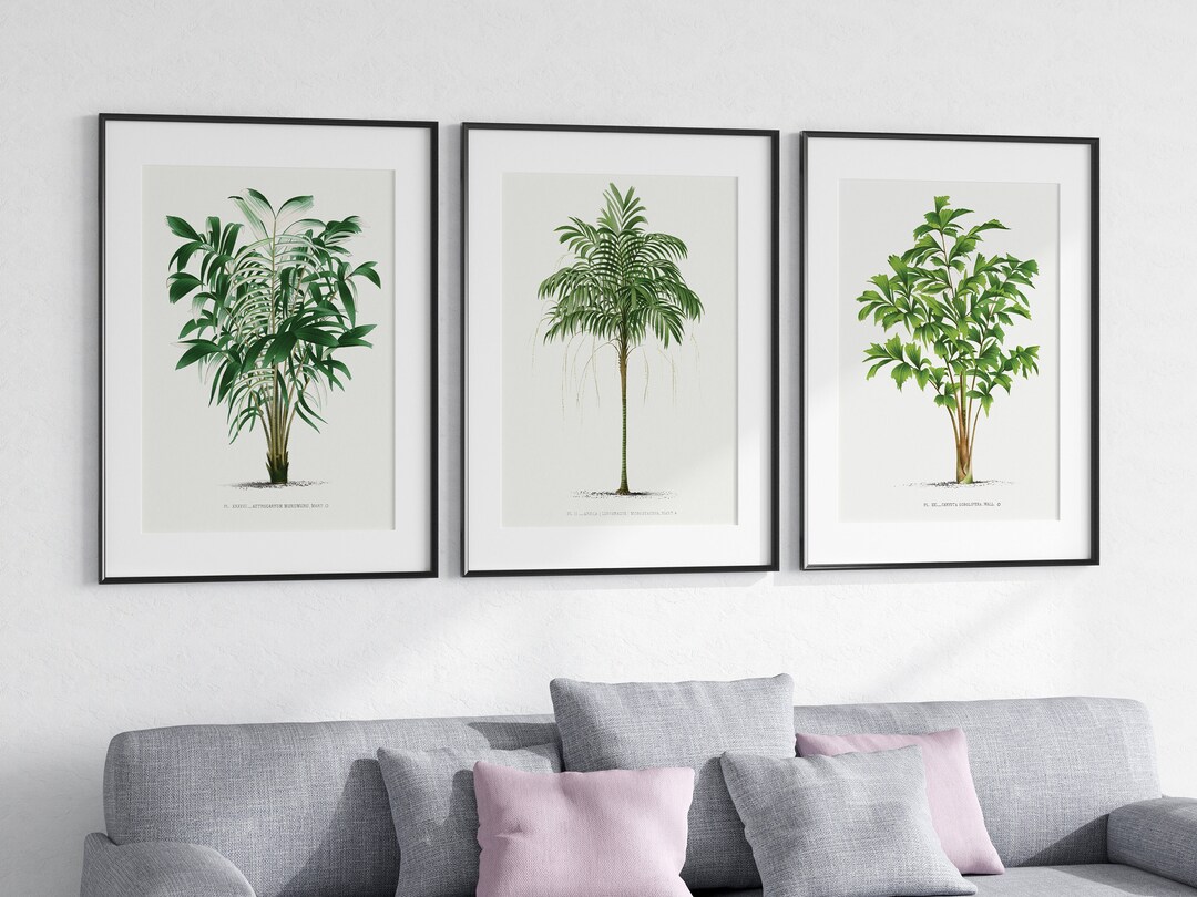 Set of 39 Palm Tree Species, Individual Art Prints, Watercolour ...
