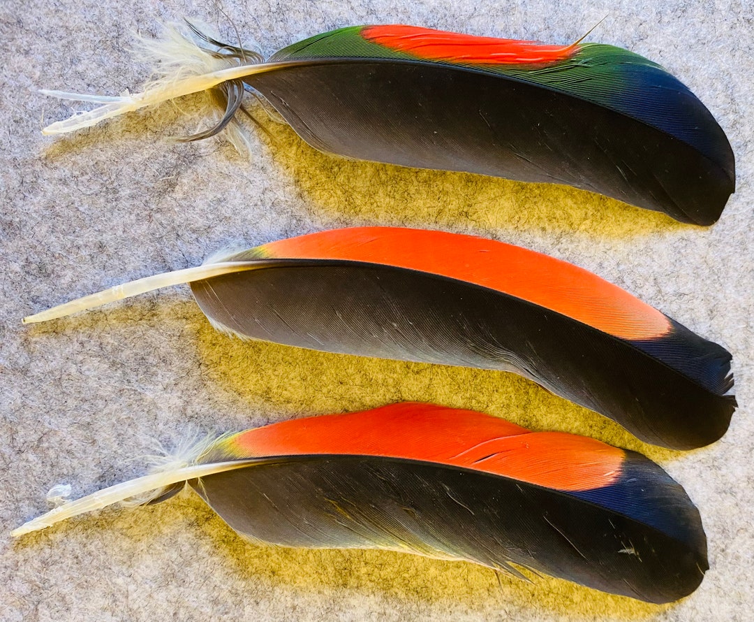 Blue Fronted Amazon Parrot Wing Feathers 3 - Etsy