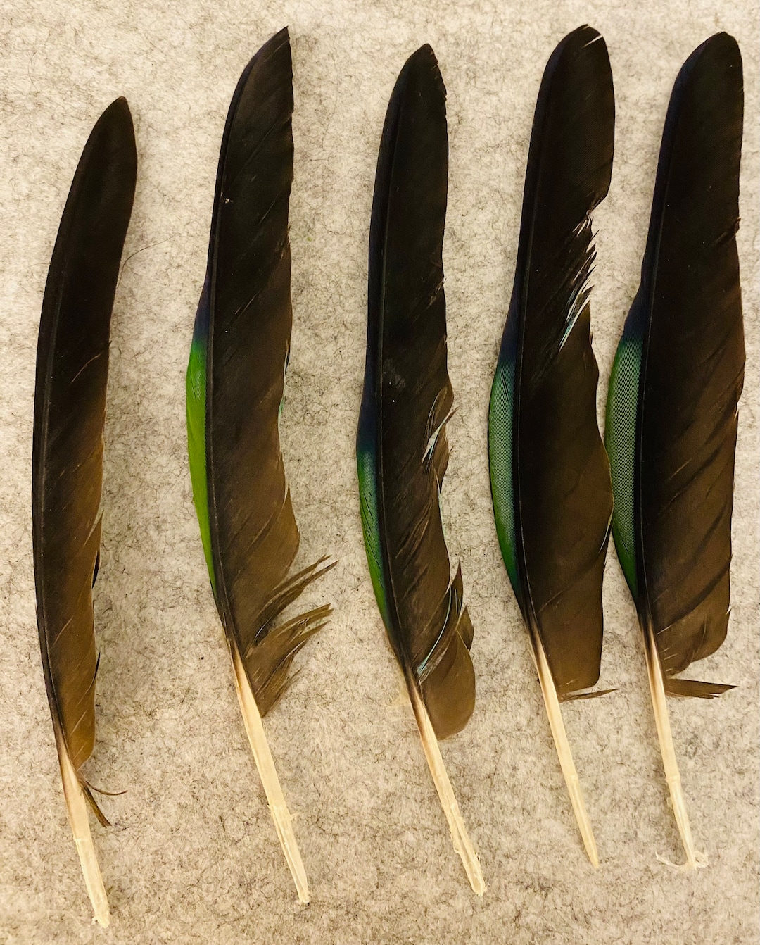 Blue Fronted Amazon Parrot Wing Feathers 5 - Etsy