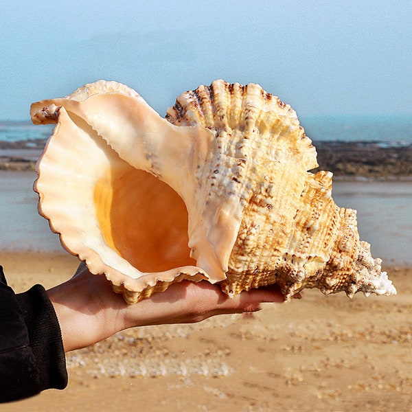 Conch Sea Shell - Etsy