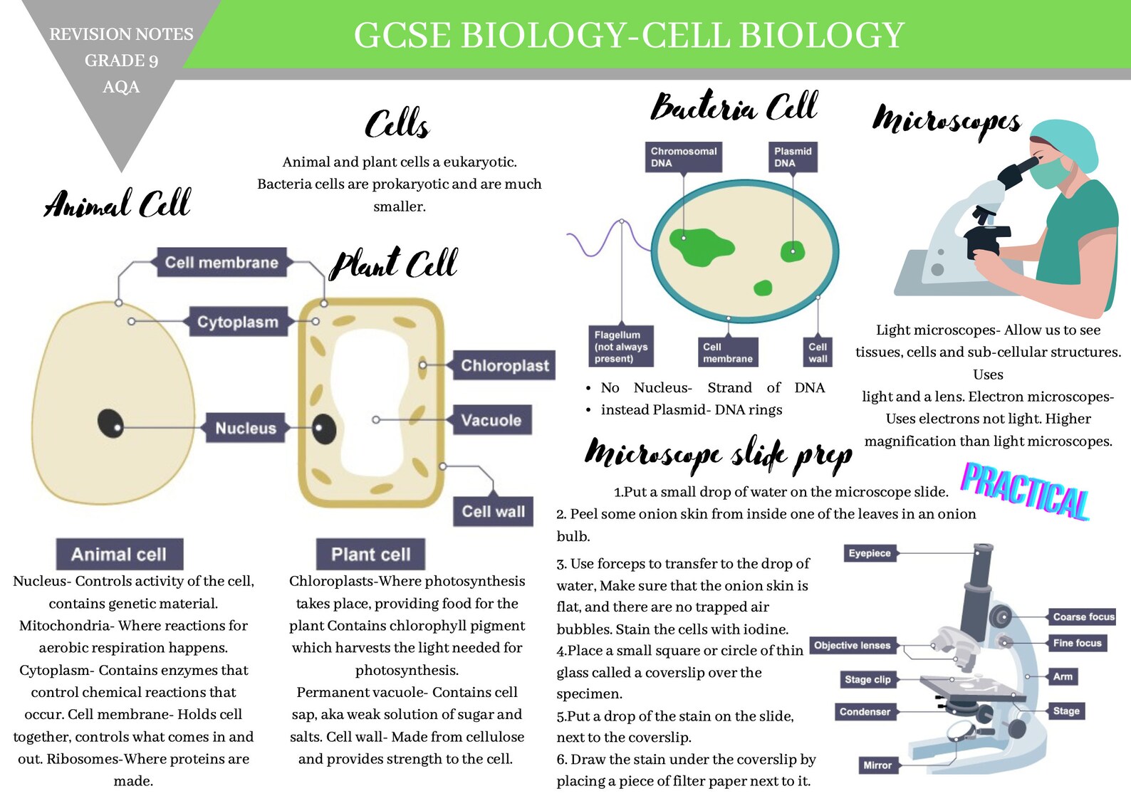 Free Sample-gcse BIOLOGY AQA Revision Notes Cell Biology-grade 9 ...
