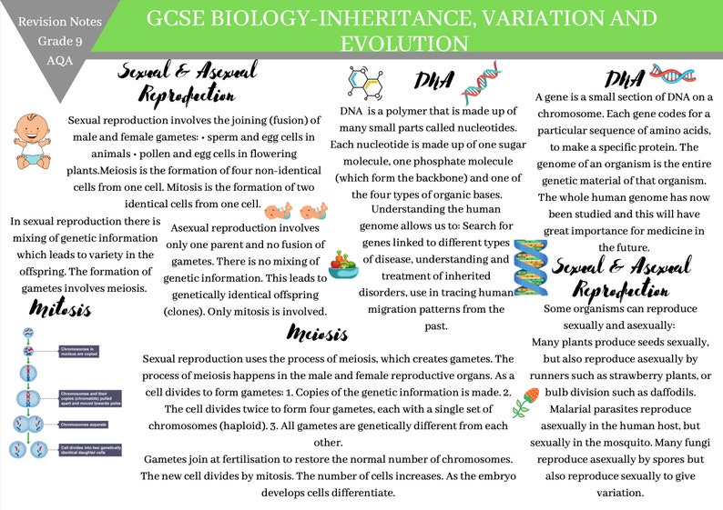GCSE BIOLOGY AQA Paper 2 Revision Notes - Etsy GCSE BIOLOGY AQA Paper 2 Revision Notes - Etsy