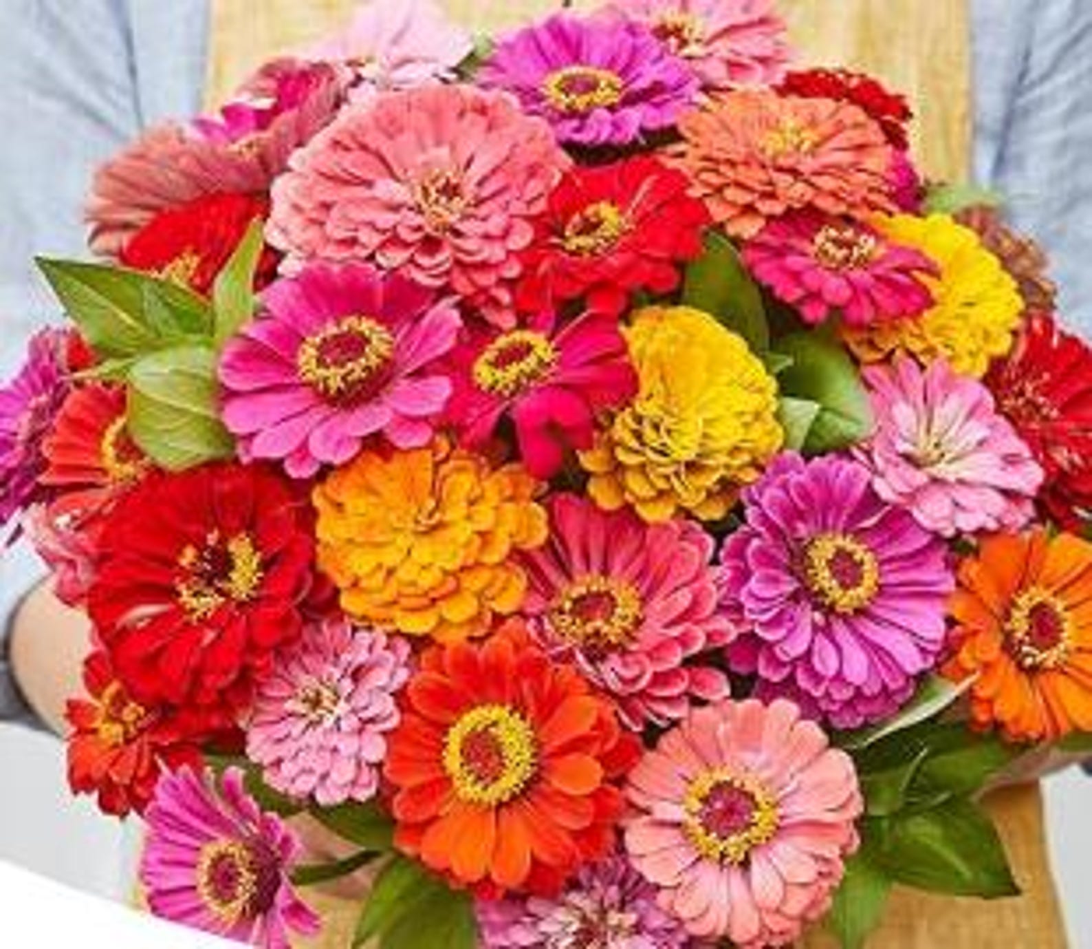 15 Seeds) Wildflower Seed Mix Green Stem: Easy-grow Varieties - Etsy