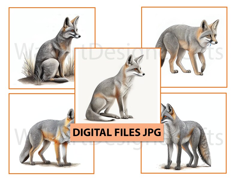 Gray Fox Clipart 20 High Quality Woodland Animals JPG Bundle, Full ...