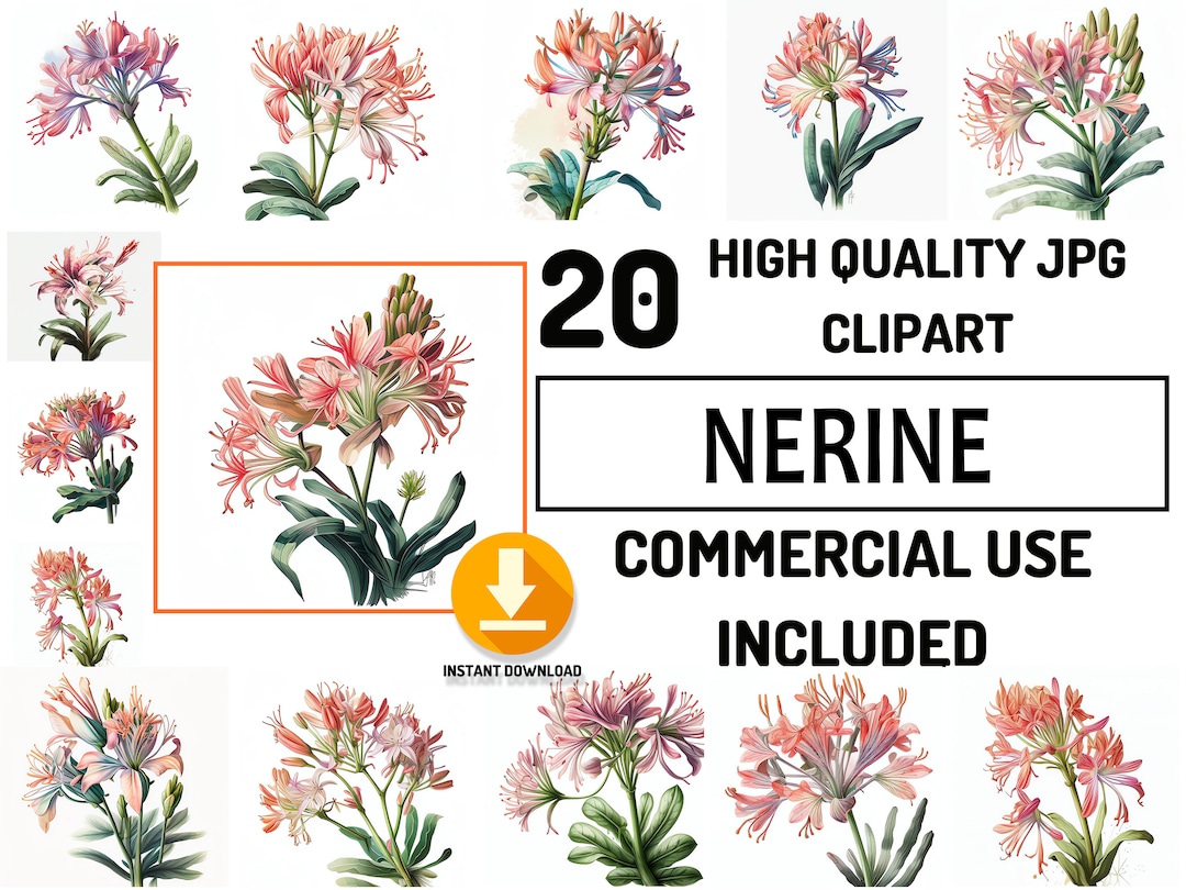 20 Nerine Flowers Clipart JPG Bundle, Full Commercial Use, Nerine Wall ...