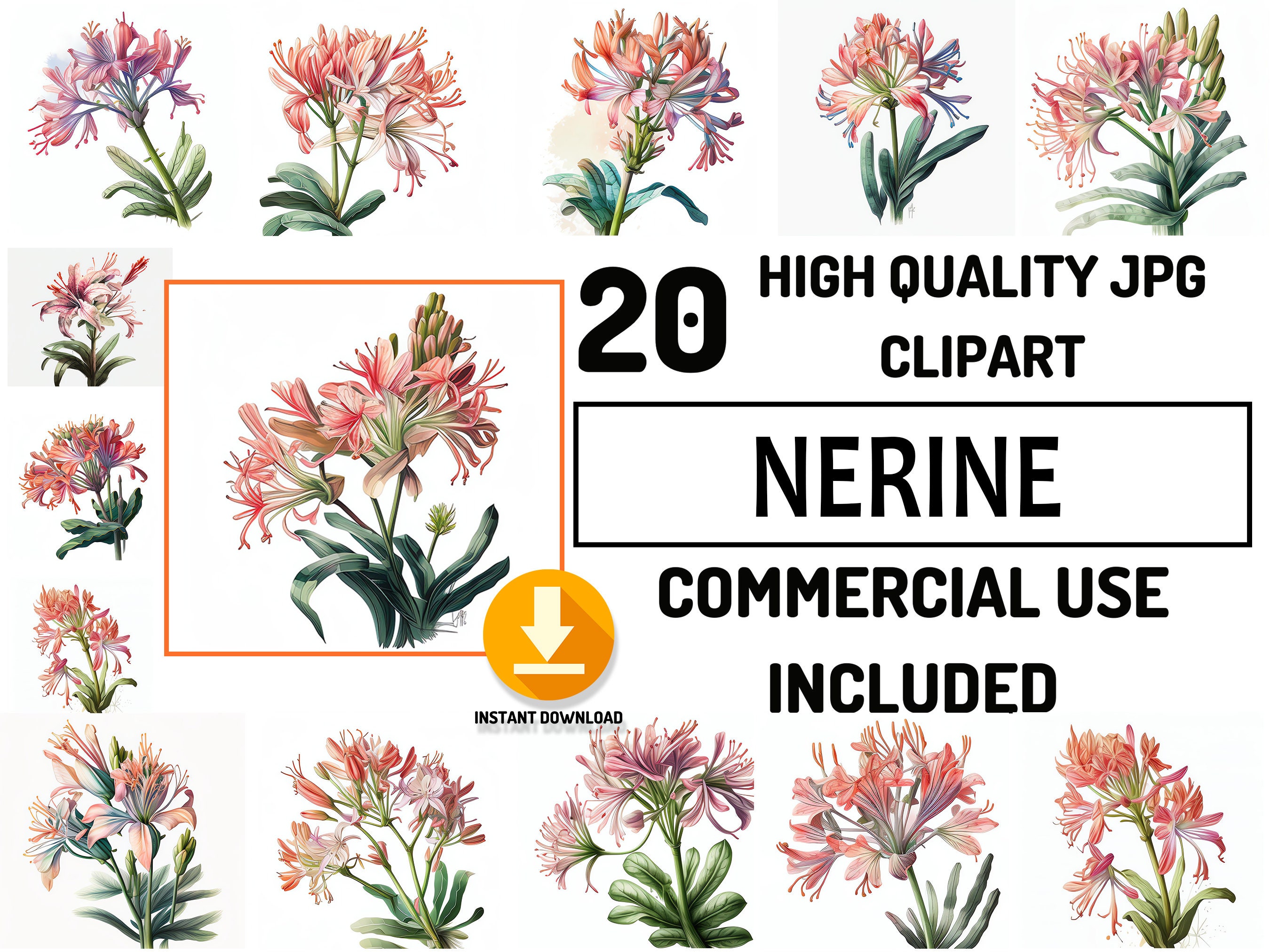20 Nerine Flowers Clipart JPG Bundle, Full Commercial Use, Nerine Wall ...