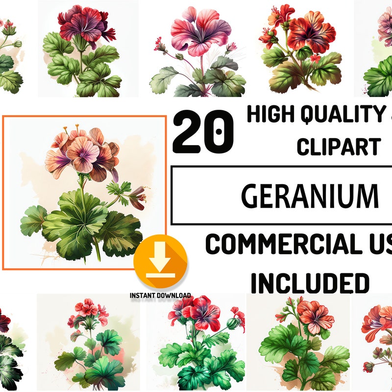 Geranium Clipart - Etsy