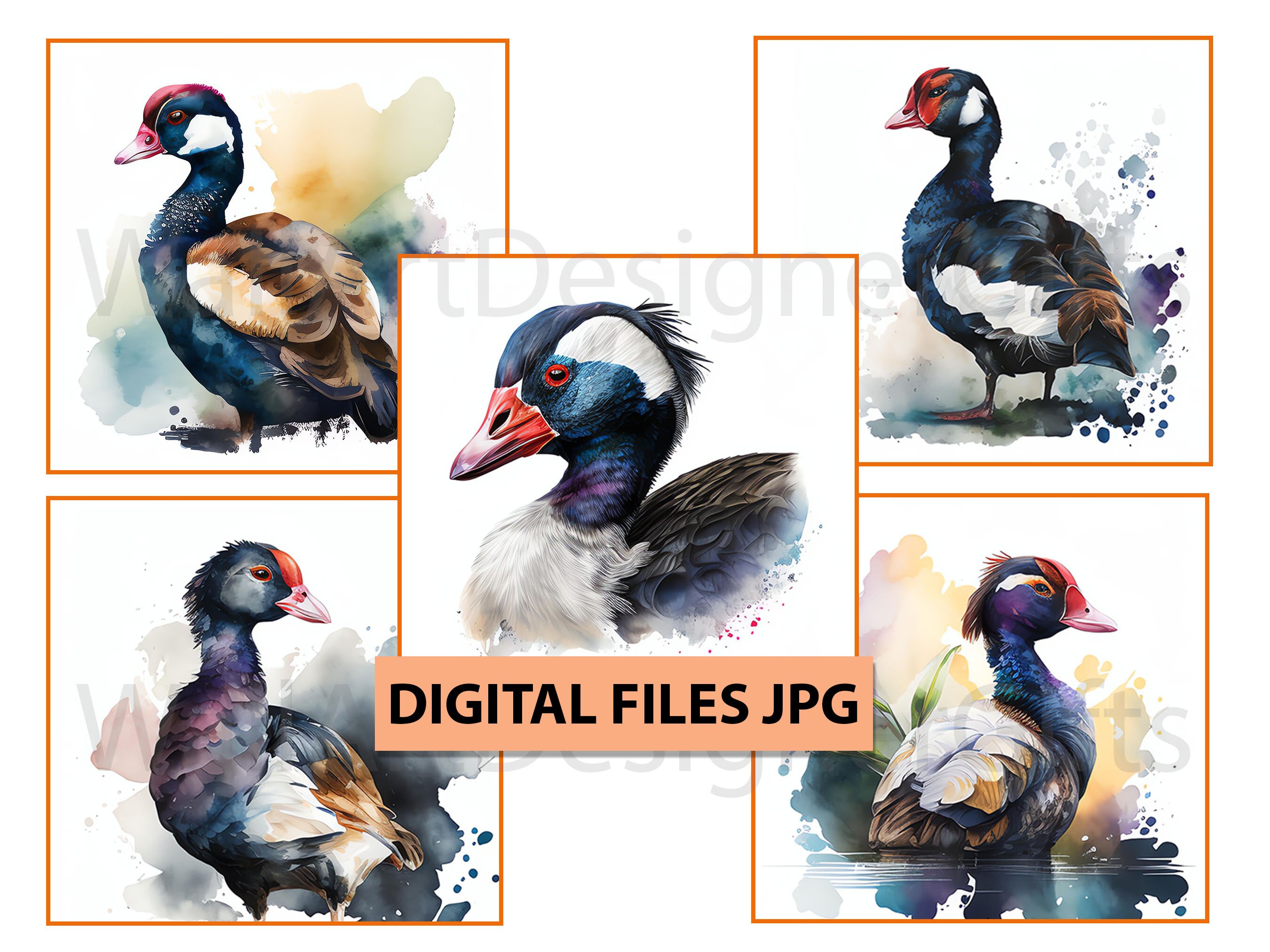 Farm Animals Clipart 20 JPG Muscovy Duck Bundle, Full Commercial Use ...