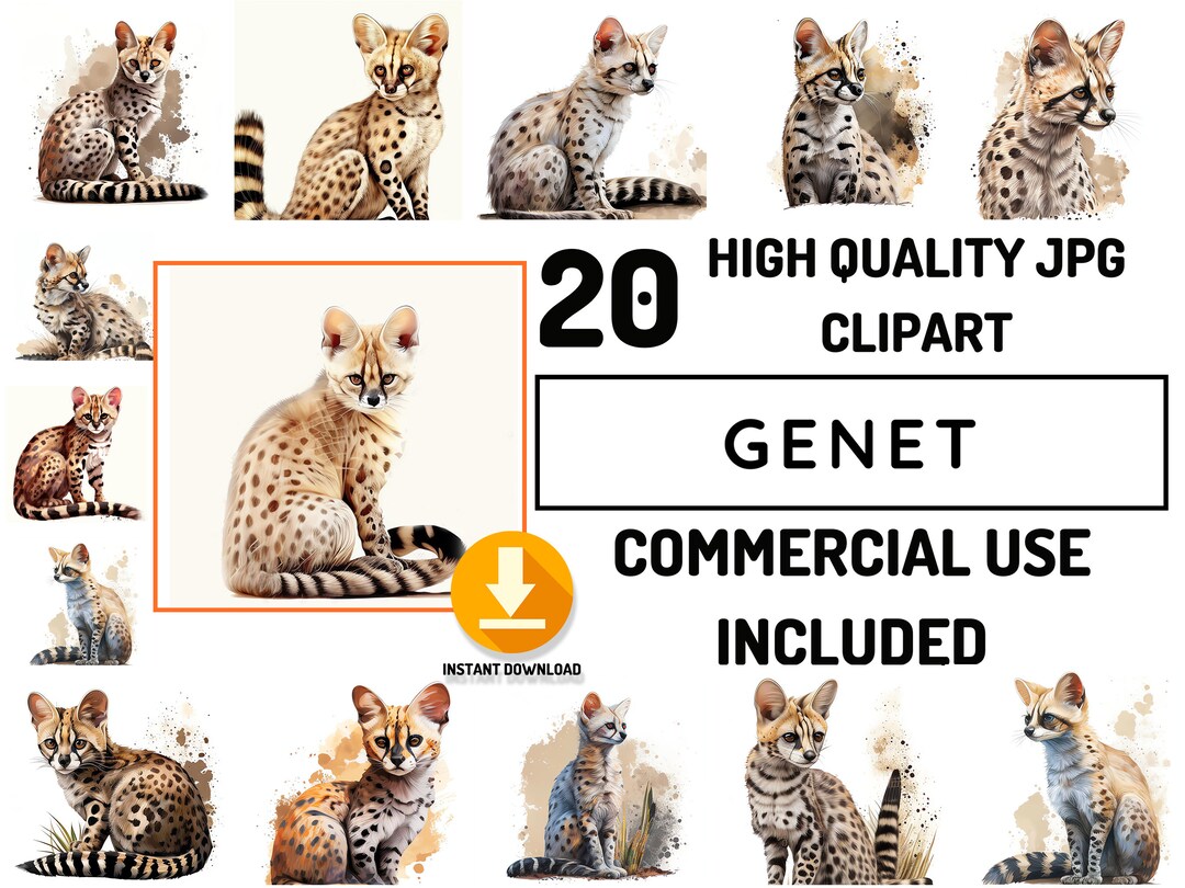 Genet Cat Clipart 20 High Quality Safari Animals JPG Bundle, Full ...