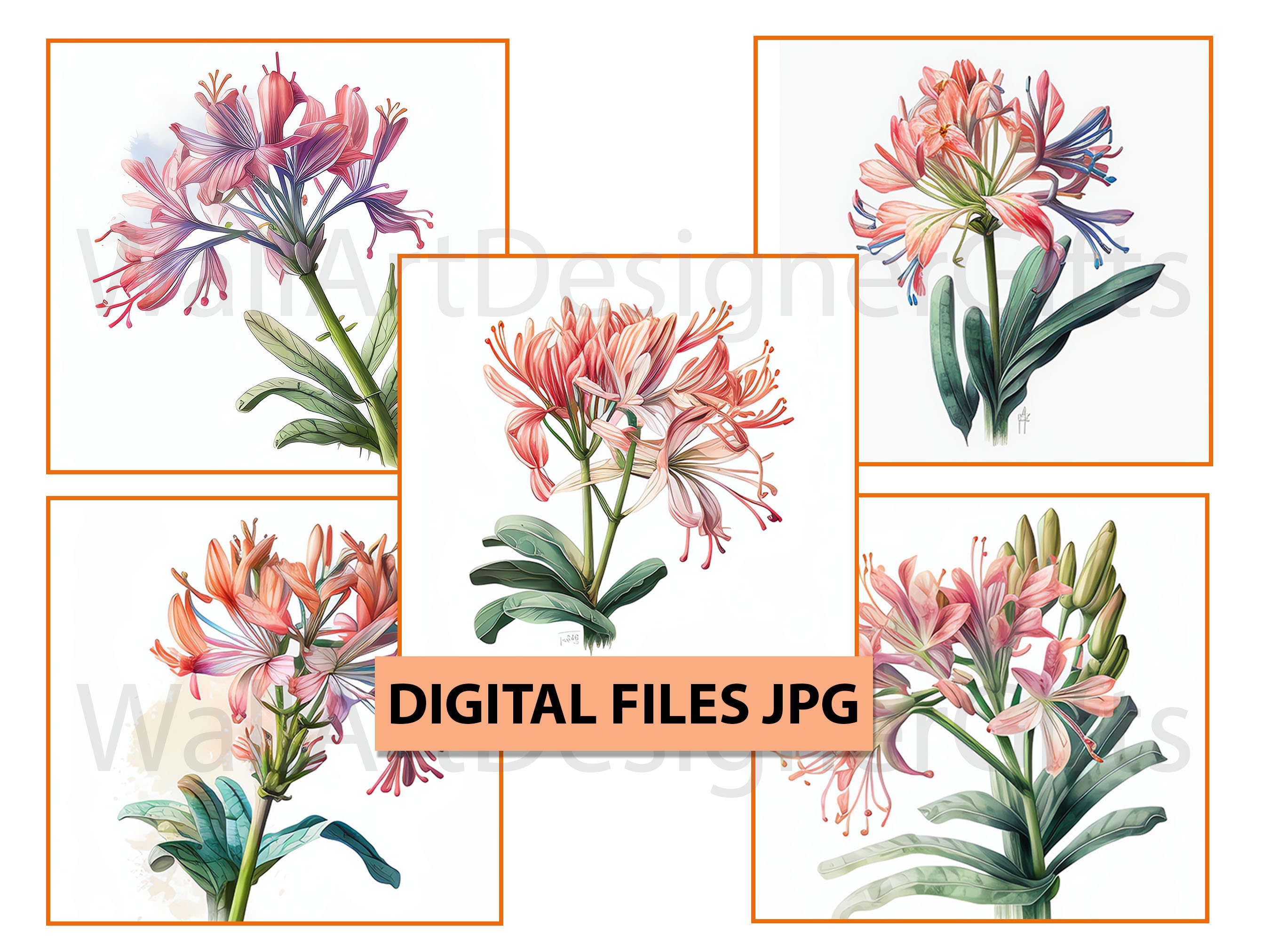 20 Nerine Flowers Clipart JPG Bundle, Full Commercial Use, Nerine Wall ...