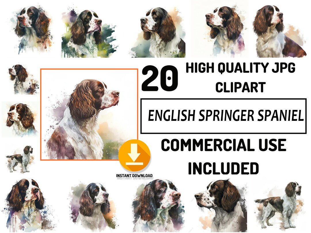 20 English Springer Spaniel Clipart JPG Bundle, Full Commercial Use ...