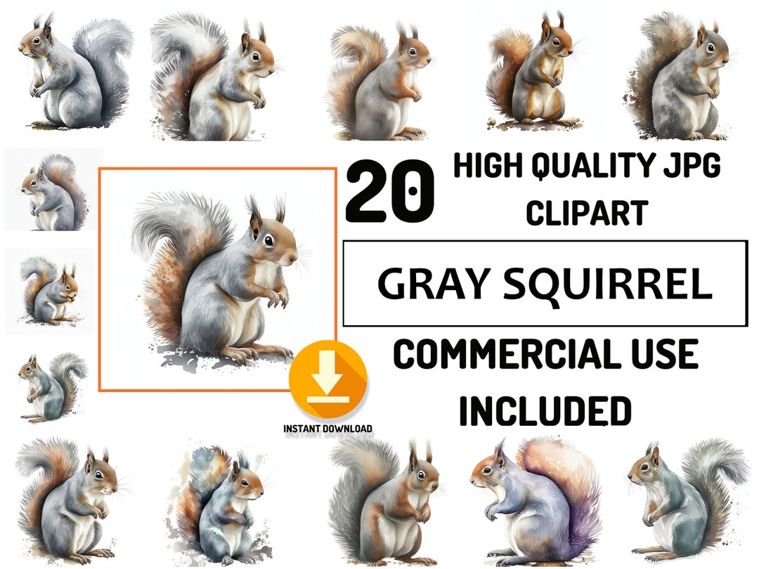 Gray Squirrel Clipart 20 High Quality Woodland Animals JPG Bundle, Full ...