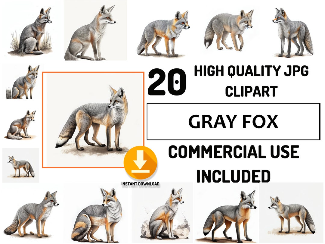 Gray Fox Clipart 20 High Quality Woodland Animals JPG Bundle, Full ...