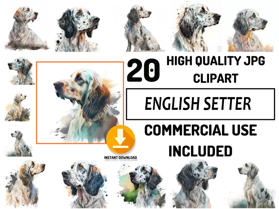 20 English Setter Clipart JPG Bundle, Full Commercial Use, Cute Baby ...