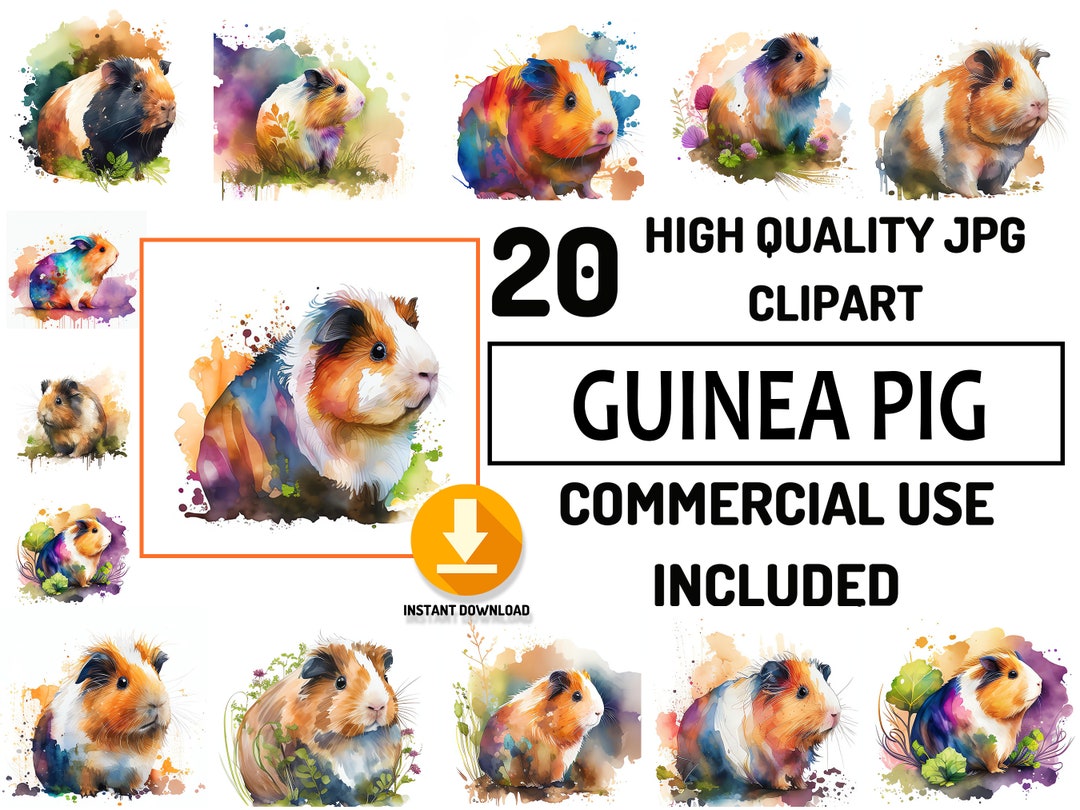 20 Guinea Pig Clipart JPG Bundle, Full Commercial Use, Cute Baby Shower ...