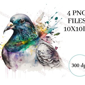 Pigeon Watercolor Clipart, Pigeon Watercolor, Pigeon Clipart PNG ...