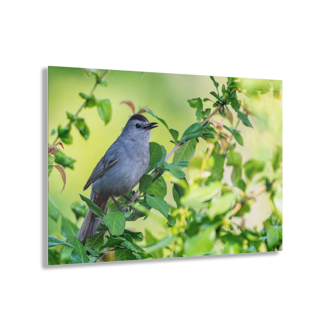 Gray Catbird Greets the Morning With Song Wildlife Nature Bird Avian ...
