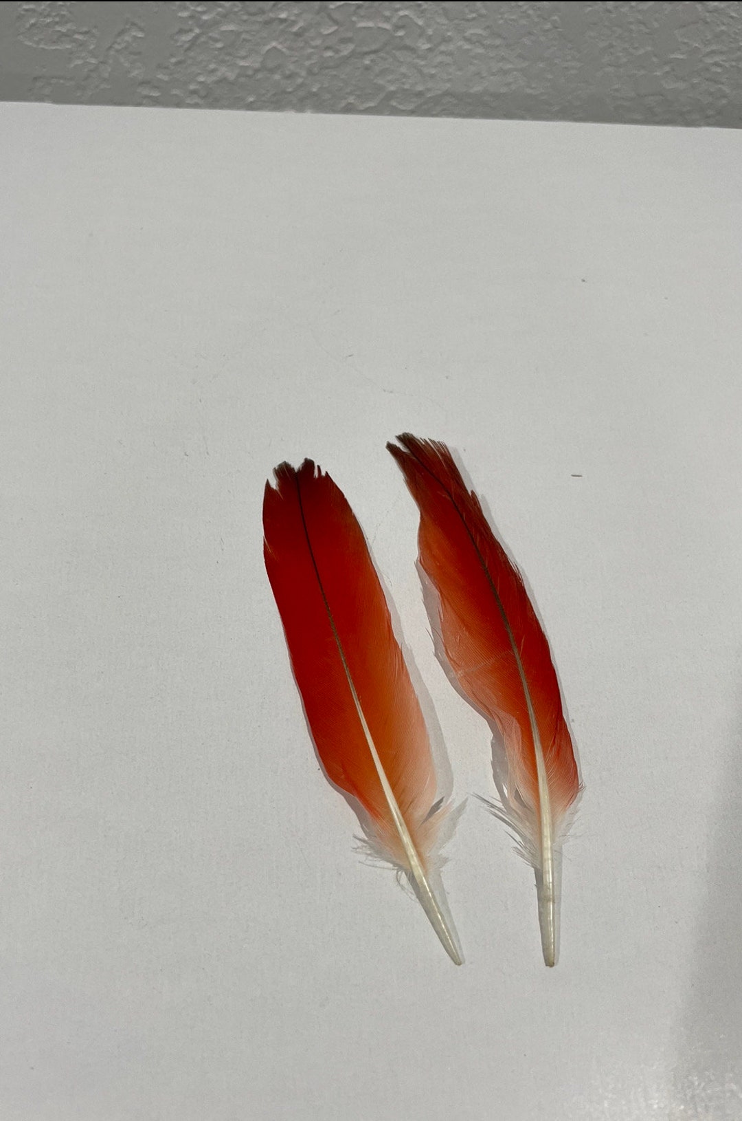Pluma De Loro ( 2 Pieces ) Santeria Religion Ifa - Etsy