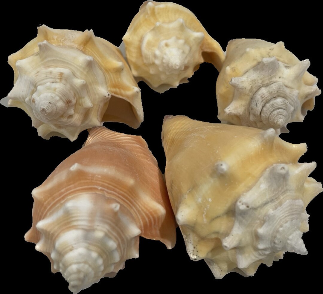 SET DE 5) Caracoles Cobo Aye 3"-4" Olokun Santeria Ifa Religion - Etsy