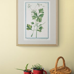 Vintage Botanical Print | Cottagecore Farmhouse French Country ...