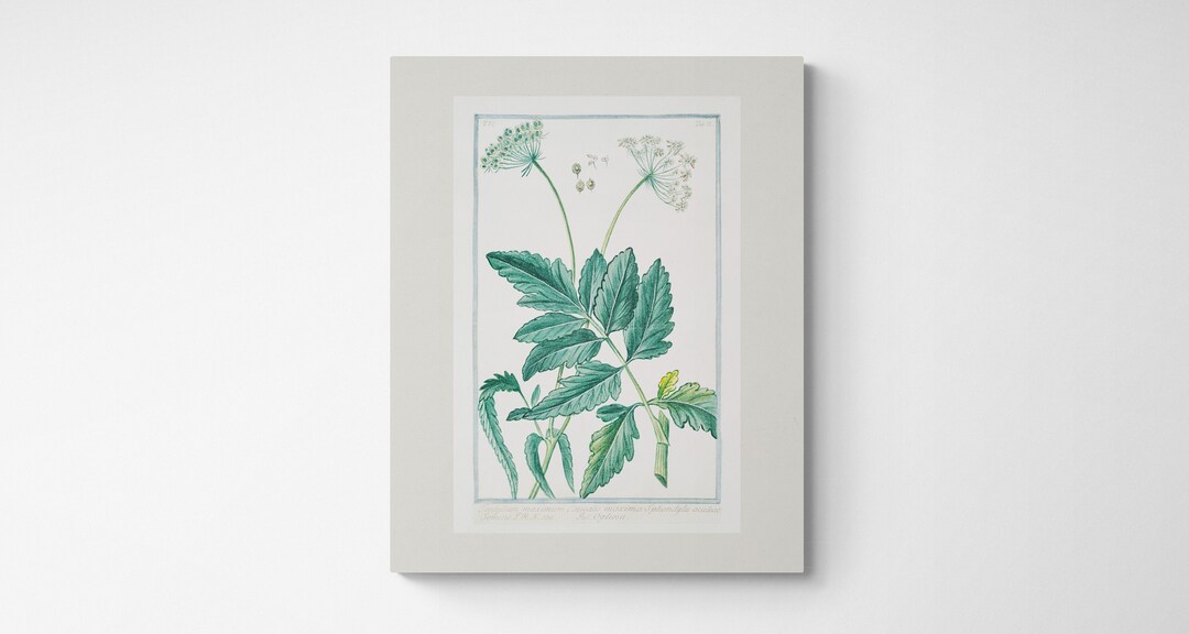 Vintage Hartwort Botanical Print | Hortus Romanus, White Flowers - Etsy