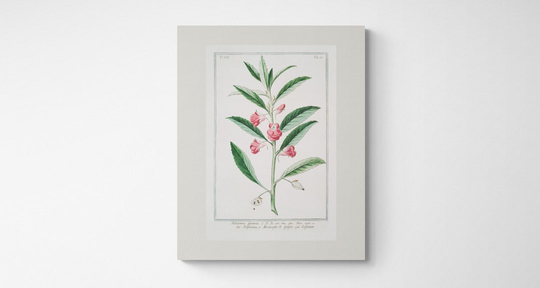 Vintage Balsam Flower Print | 18th Century Botanical Art - Etsy