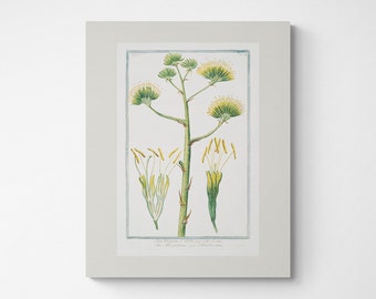 Vintage Botanical Print Cottagecore Farmhouse French Country Watercolor