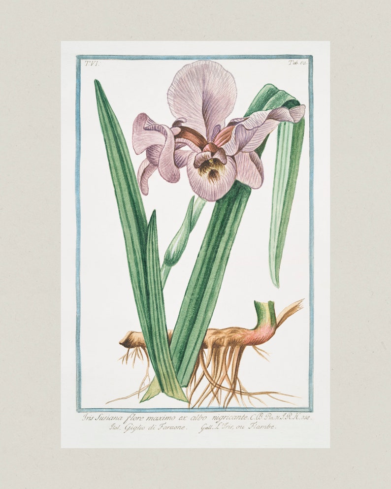 Vintage Iris Botanical Print Set | February Birth Flower Gallery Wall ...