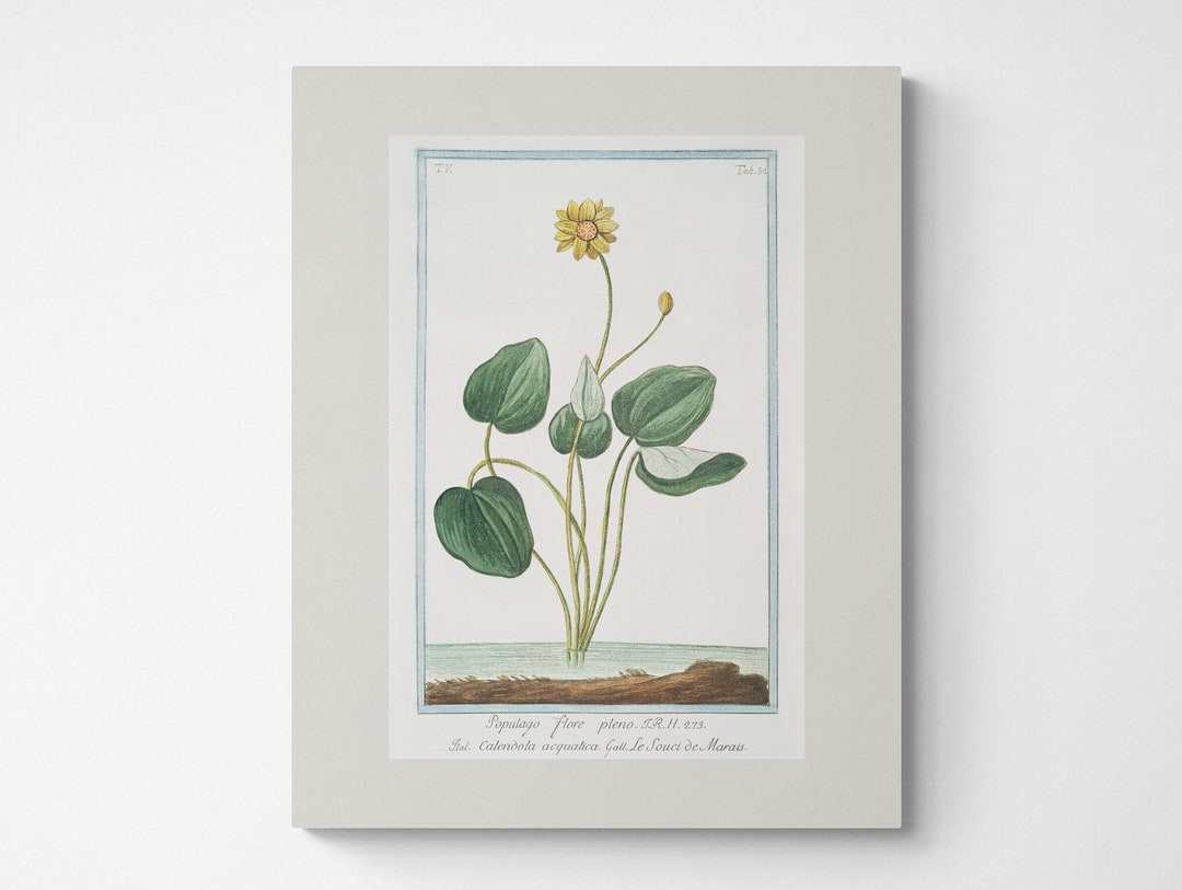 Vintage Botanical Print | Cottagecore Farmhouse French Country ...