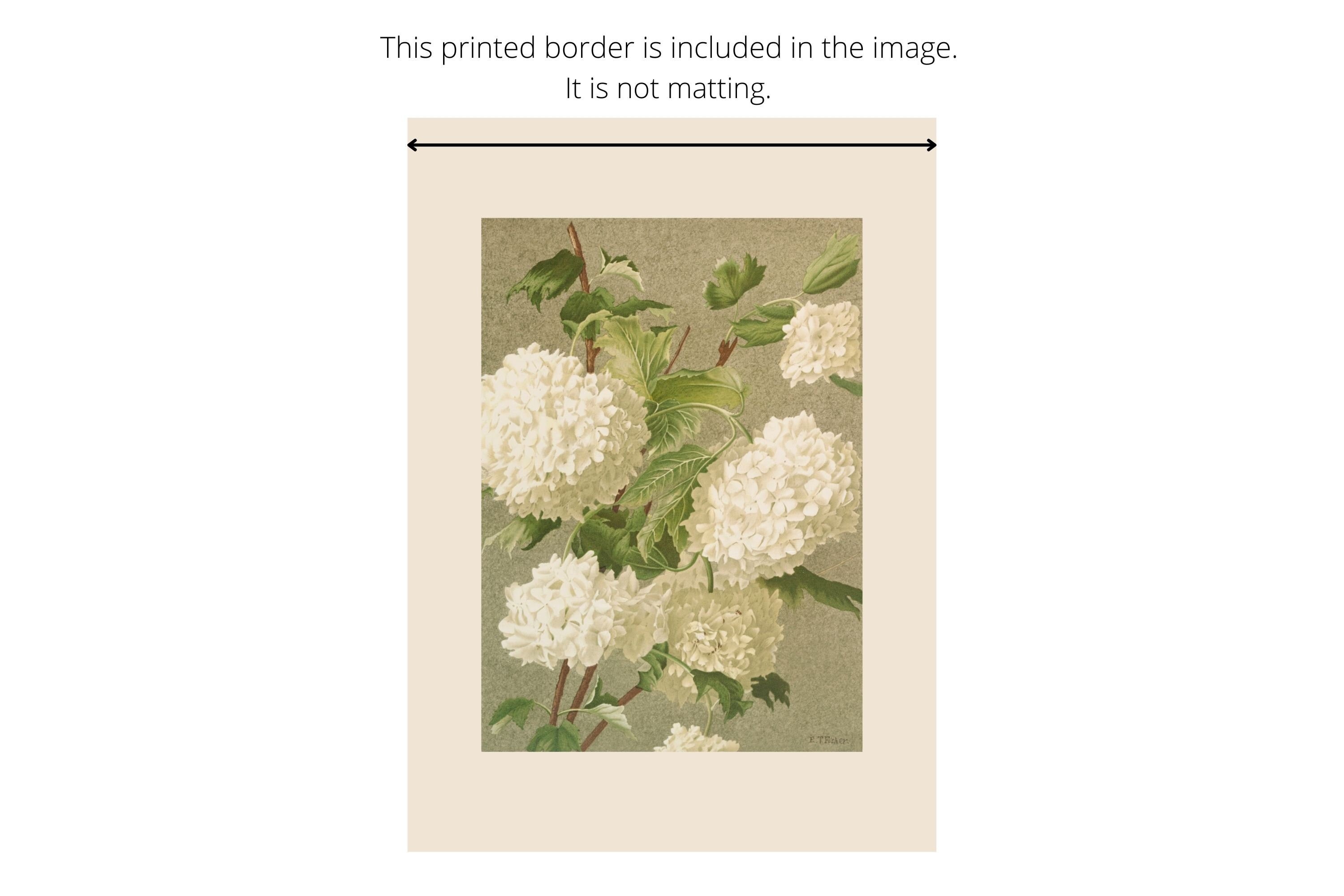 Vintage Botanical Print | Cottagecore Farmhouse French Country ...