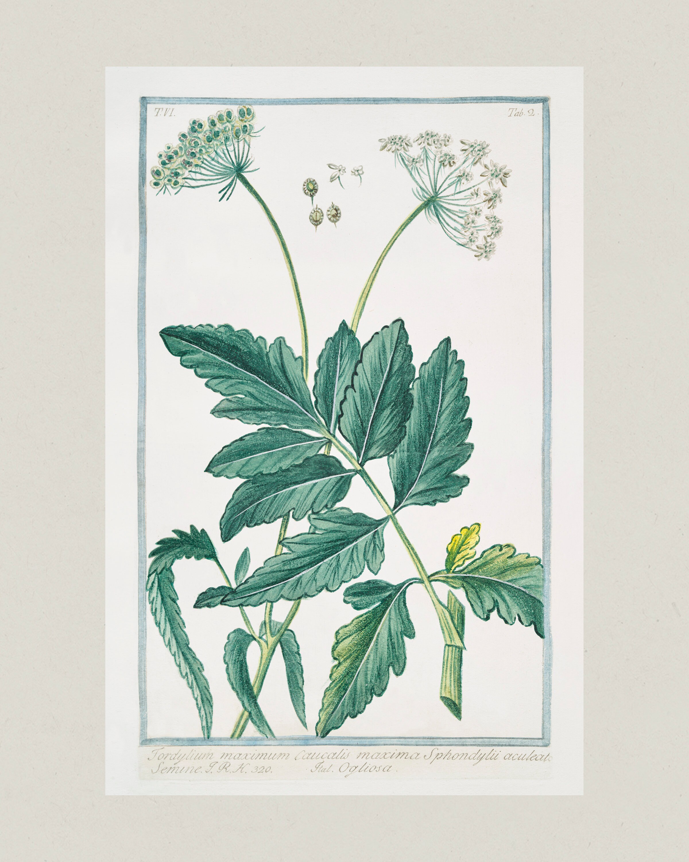 Vintage Hartwort Botanical Print | Hortus Romanus, White Flowers - Etsy