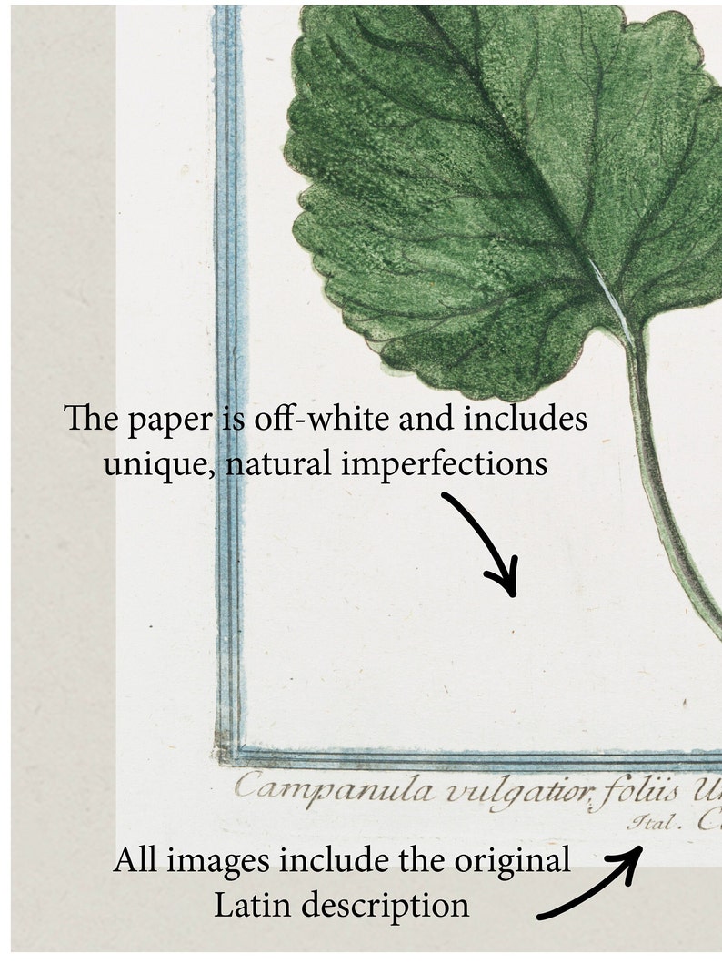 Vintage Botanical Print Cottagecore Farmhouse Boho Aesthetic Wall Art ...