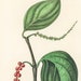 Black Pepper Botanical Illustration- DIGITAL ART PRINT - Etsy