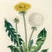 Dandelion Botanical Illustration- DIGITAL ART PRINT - Etsy