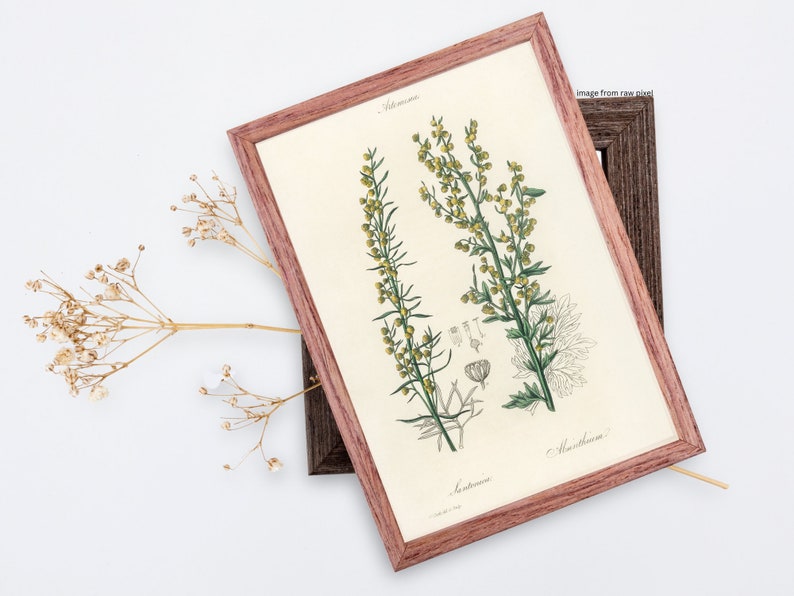 Mugwort Botanical Illustration- DIGITAL ART PRINT - Etsy