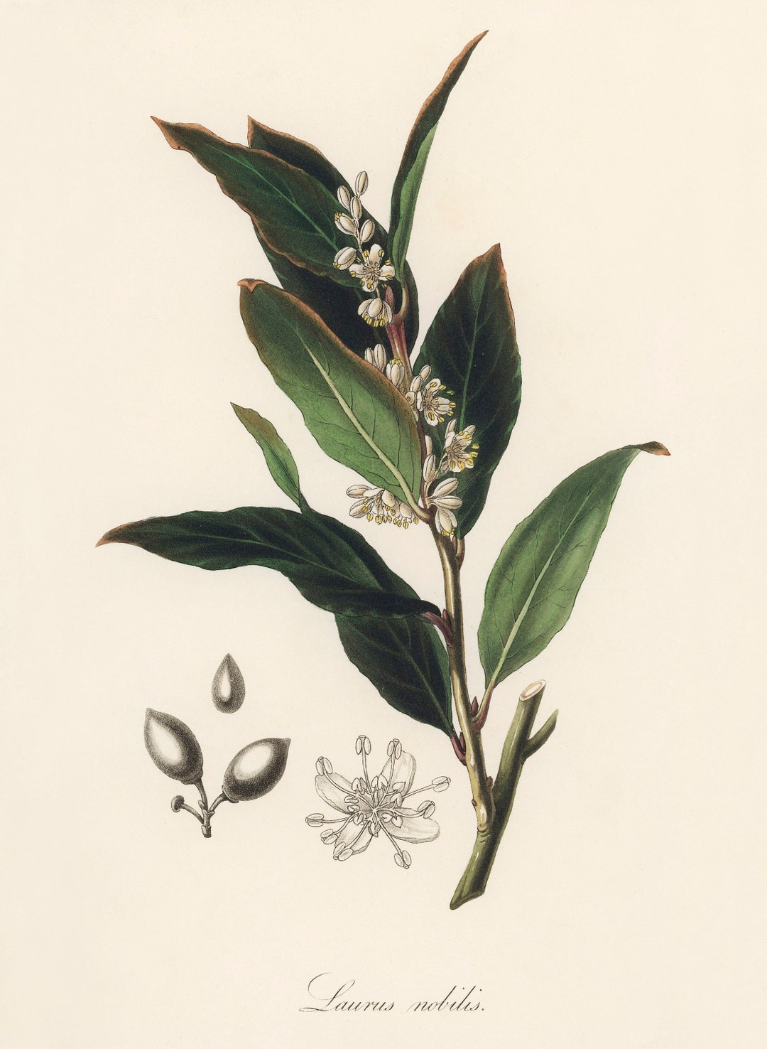 Bay Laurel Botanical Illustration- DIGITAL ART PRINT - Etsy