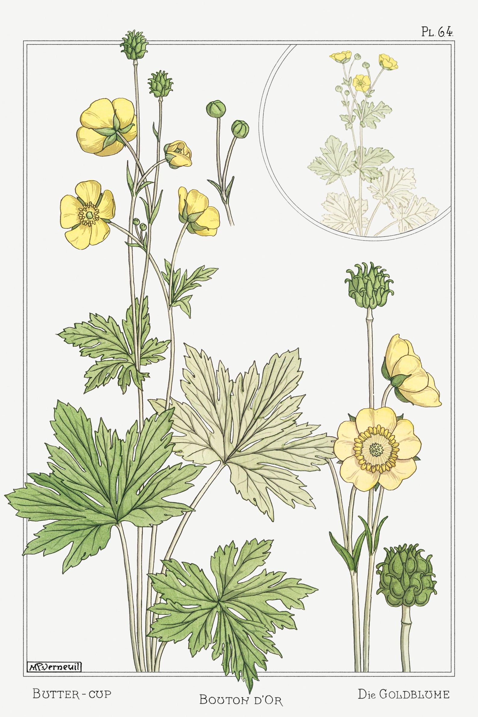 Buttercup Illustration- DIGITAL ART PRINT - Etsy