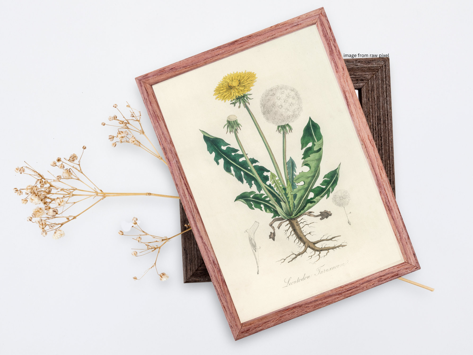 Dandelion Botanical Illustration- DIGITAL ART PRINT - Etsy