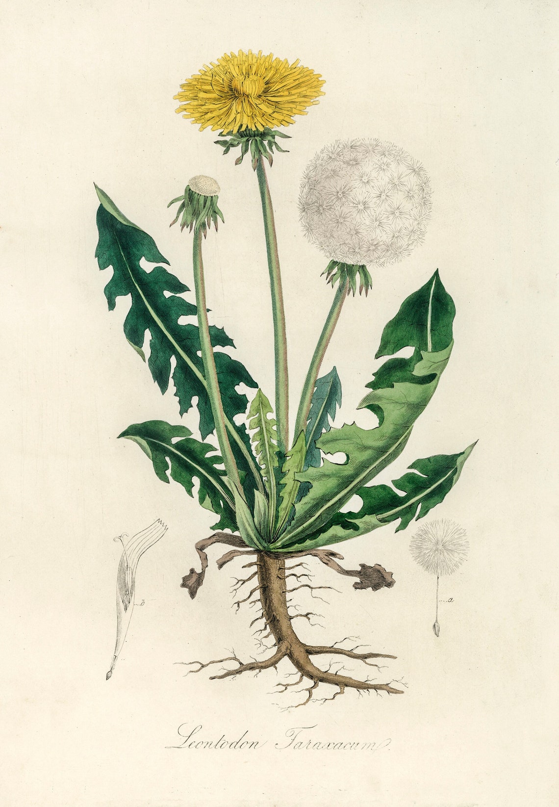 Dandelion Botanical Illustration- DIGITAL ART PRINT - Etsy