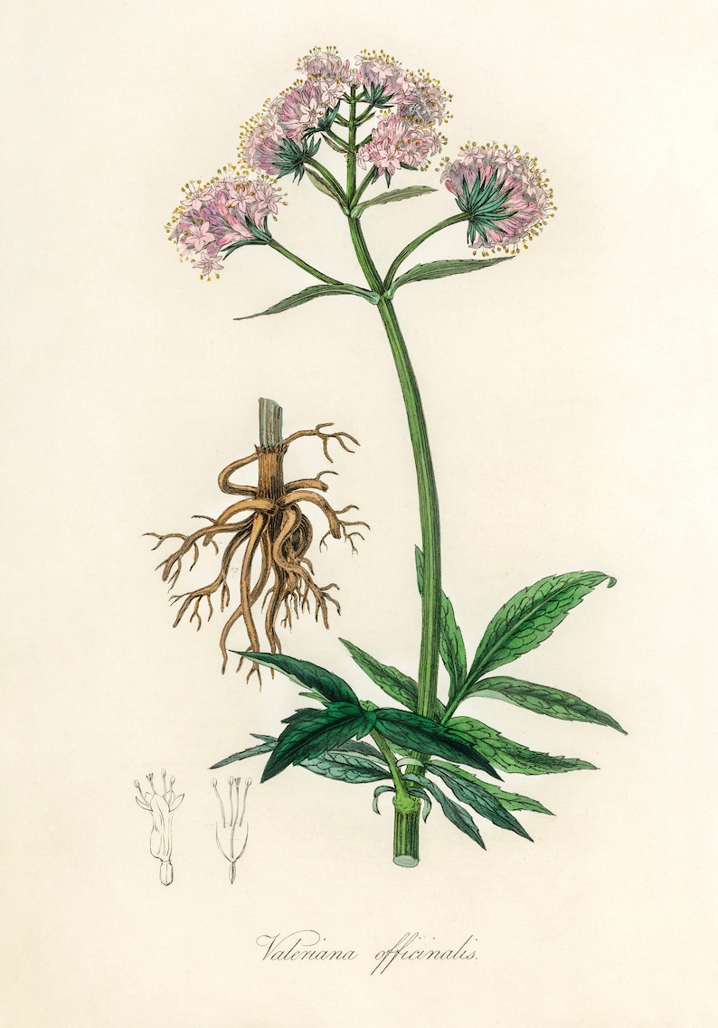 Valerian Botanical Illustration- DIGITAL ART PRINT - Etsy