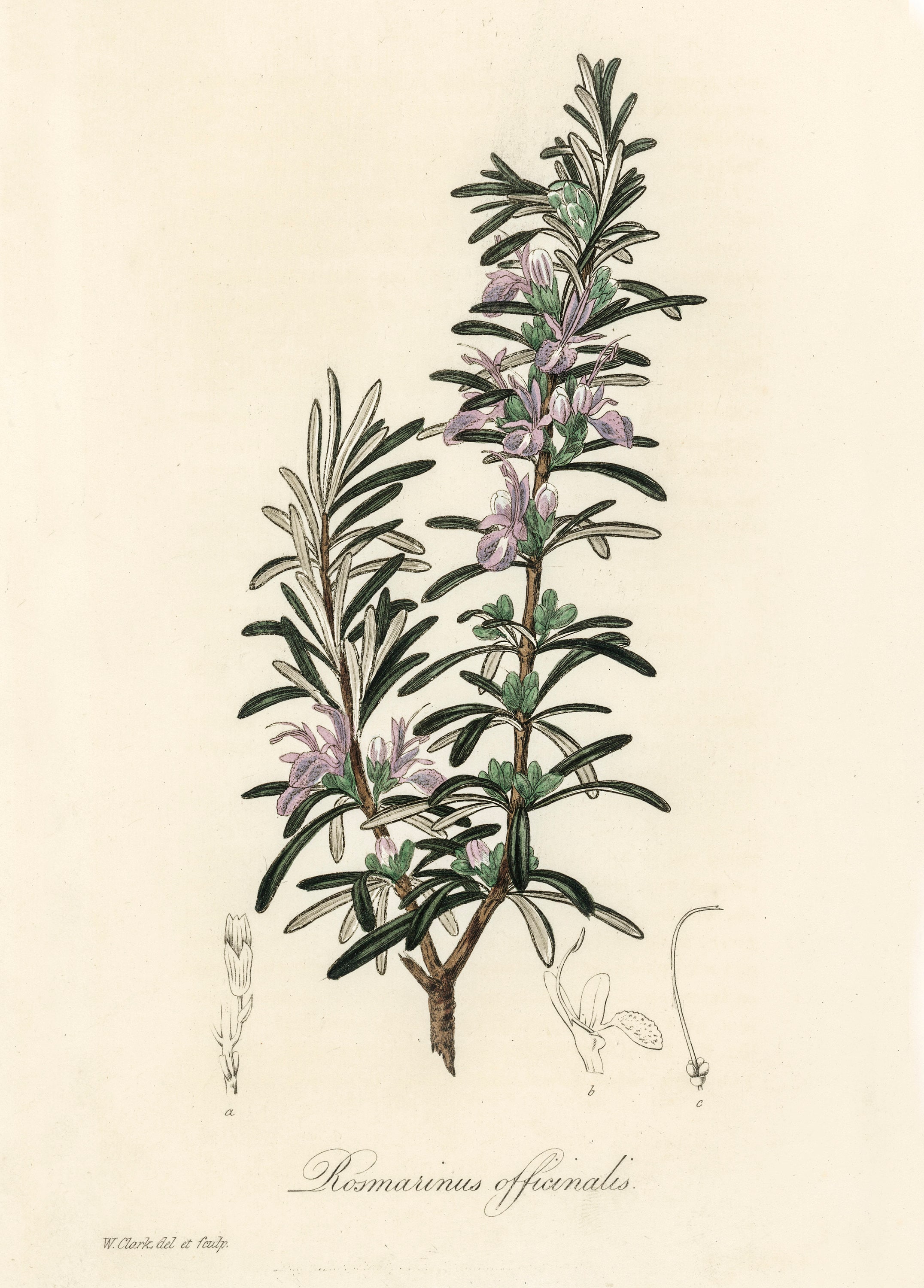 Rosemary Botanical Illustration- DIGITAL ART PRINT - Etsy