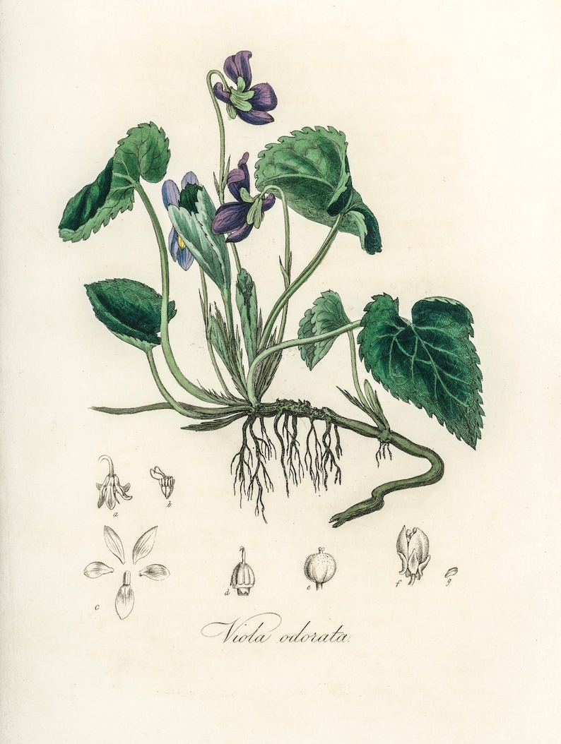 Violet Botanical Illustration- DIGITAL ART PRINT - Etsy