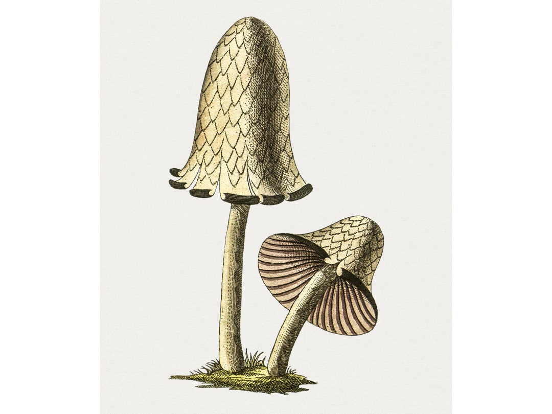Inky Cap- DIGITAL PRINT - Etsy