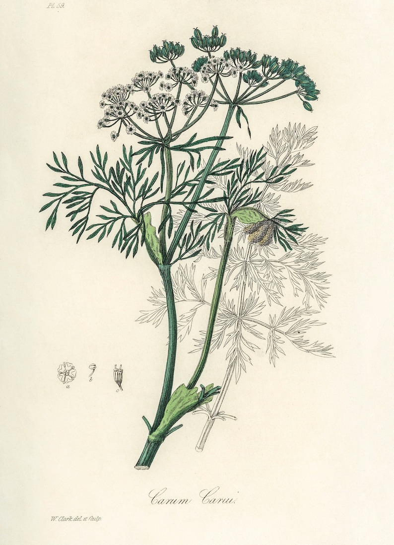 Caraway Botanical Illustration- DIGITAL ART PRINT - Etsy