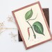 Black Pepper Botanical Illustration- DIGITAL ART PRINT - Etsy