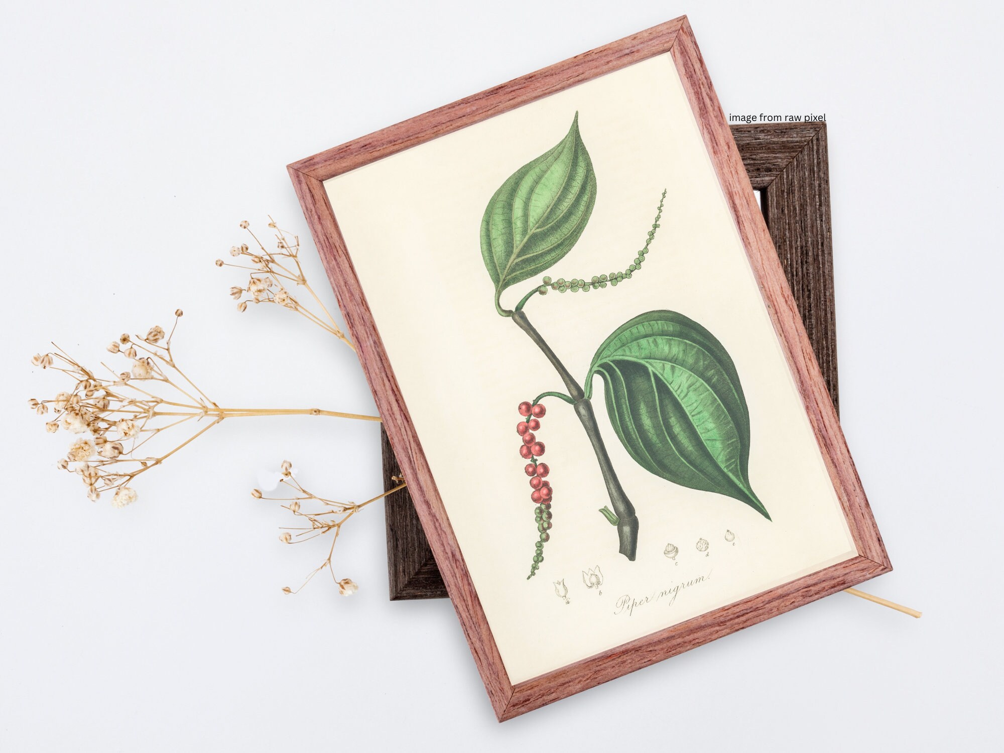 Black Pepper Botanical Illustration- DIGITAL ART PRINT - Etsy
