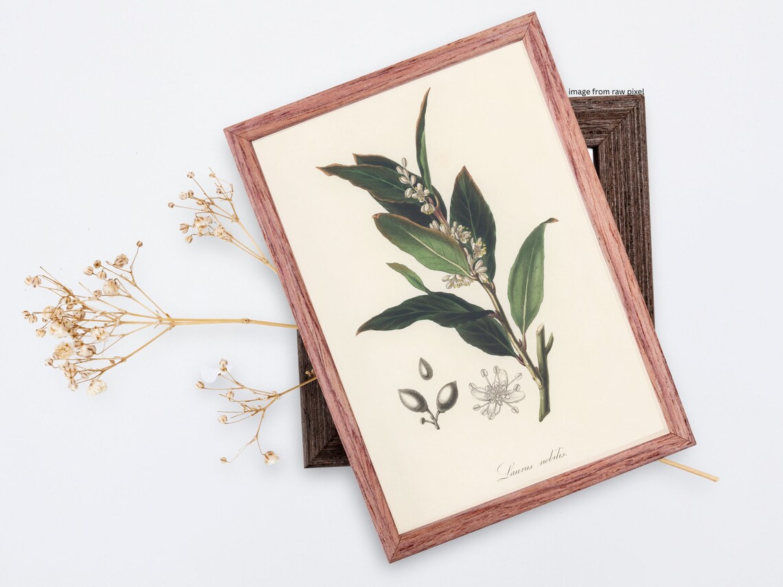 Bay Laurel Botanical Illustration- DIGITAL ART PRINT - Etsy