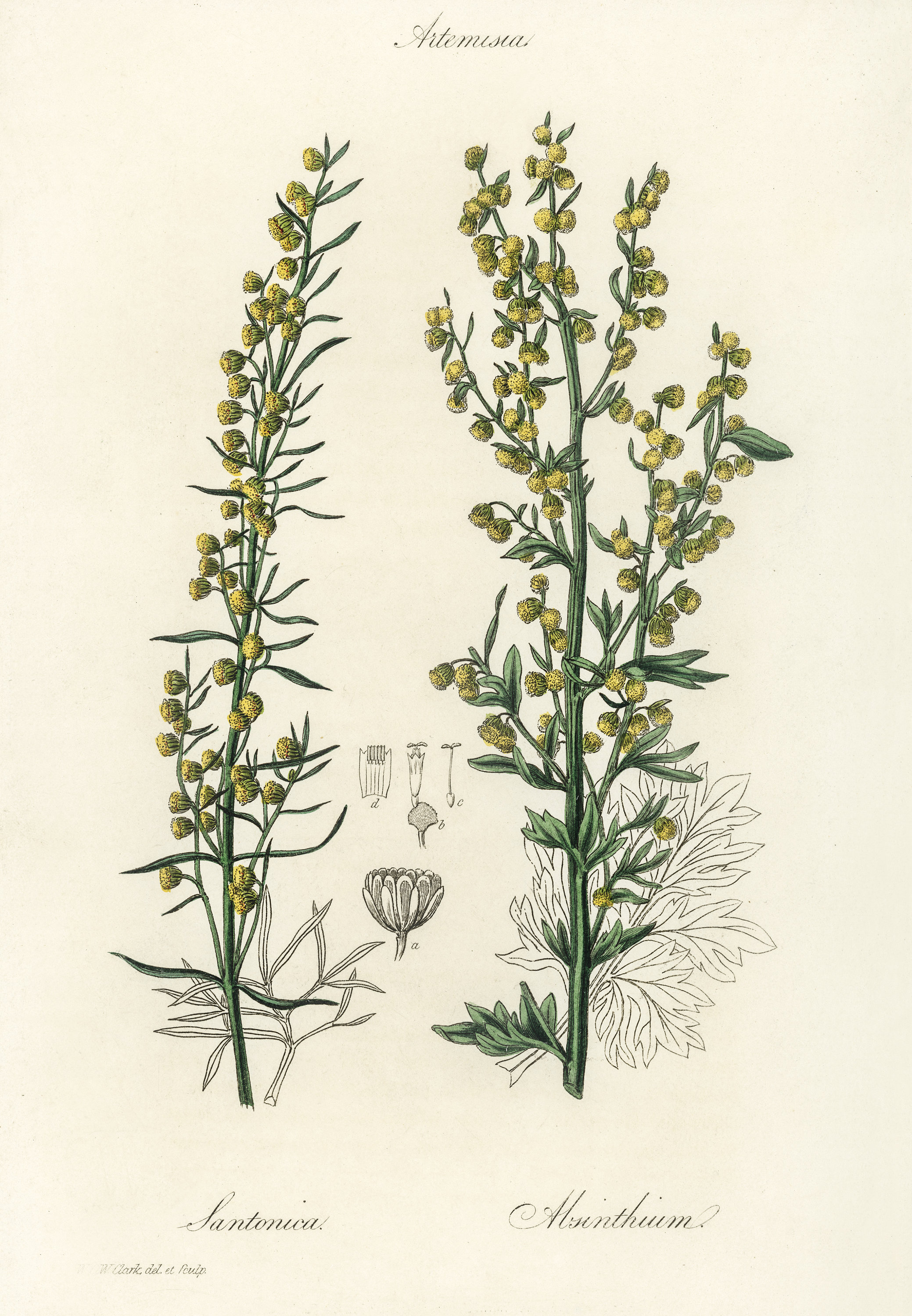Mugwort Botanical Illustration- DIGITAL ART PRINT - Etsy