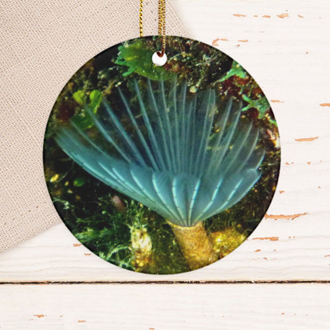 Wildlife Photography, Scuba Diver Ornament, Marine Biology Gift, Memory ...