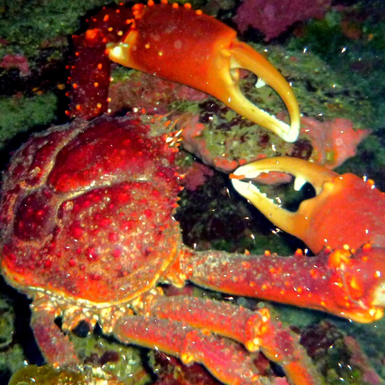 Sea Creatures PNG, Wildlife Photography, West Indian Spider Crab, Sea ...